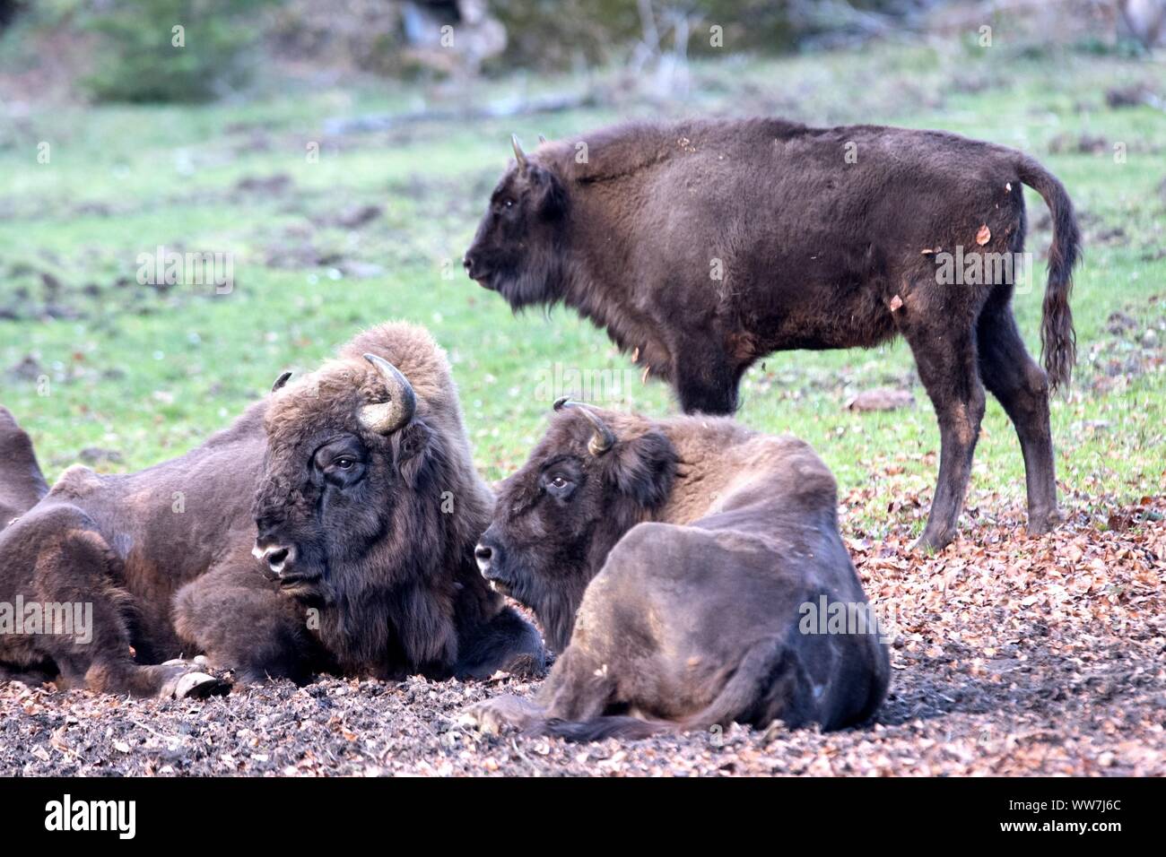 Wisent in hi-res stock photography and images - Alamy