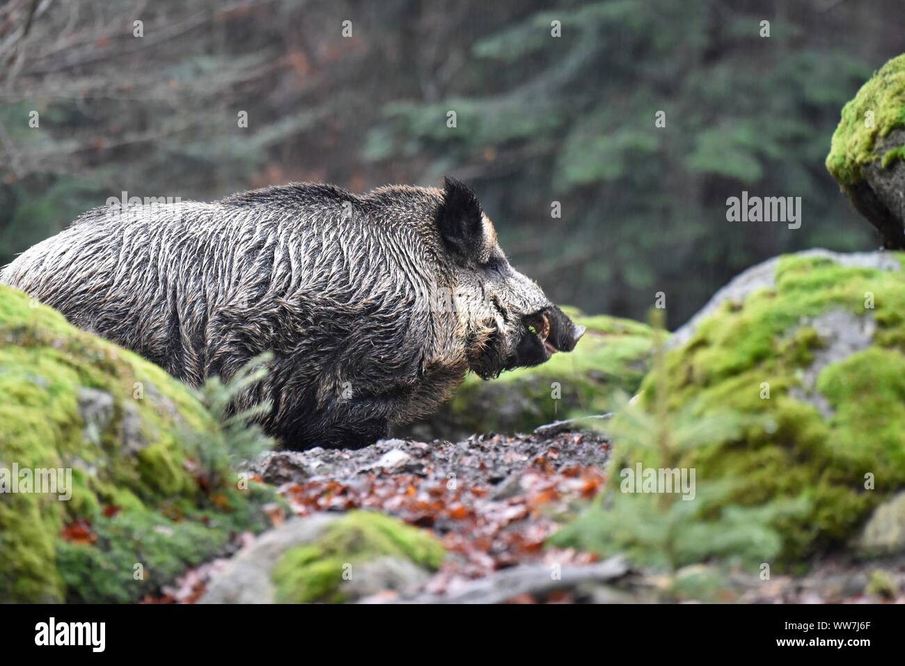 Wild boar in the forest Stock Photo - Alamy