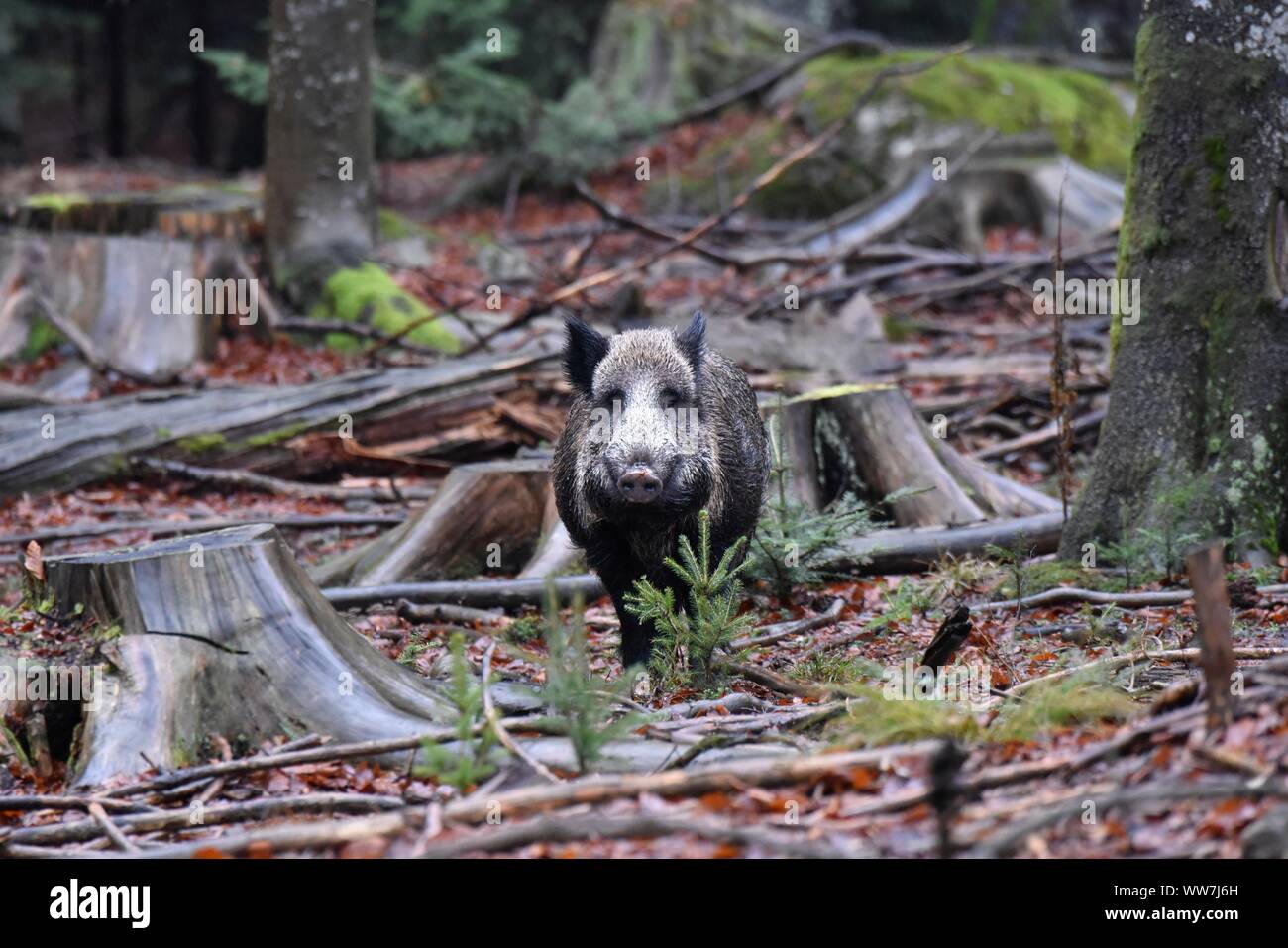 Wild boar in the forest Stock Photo - Alamy