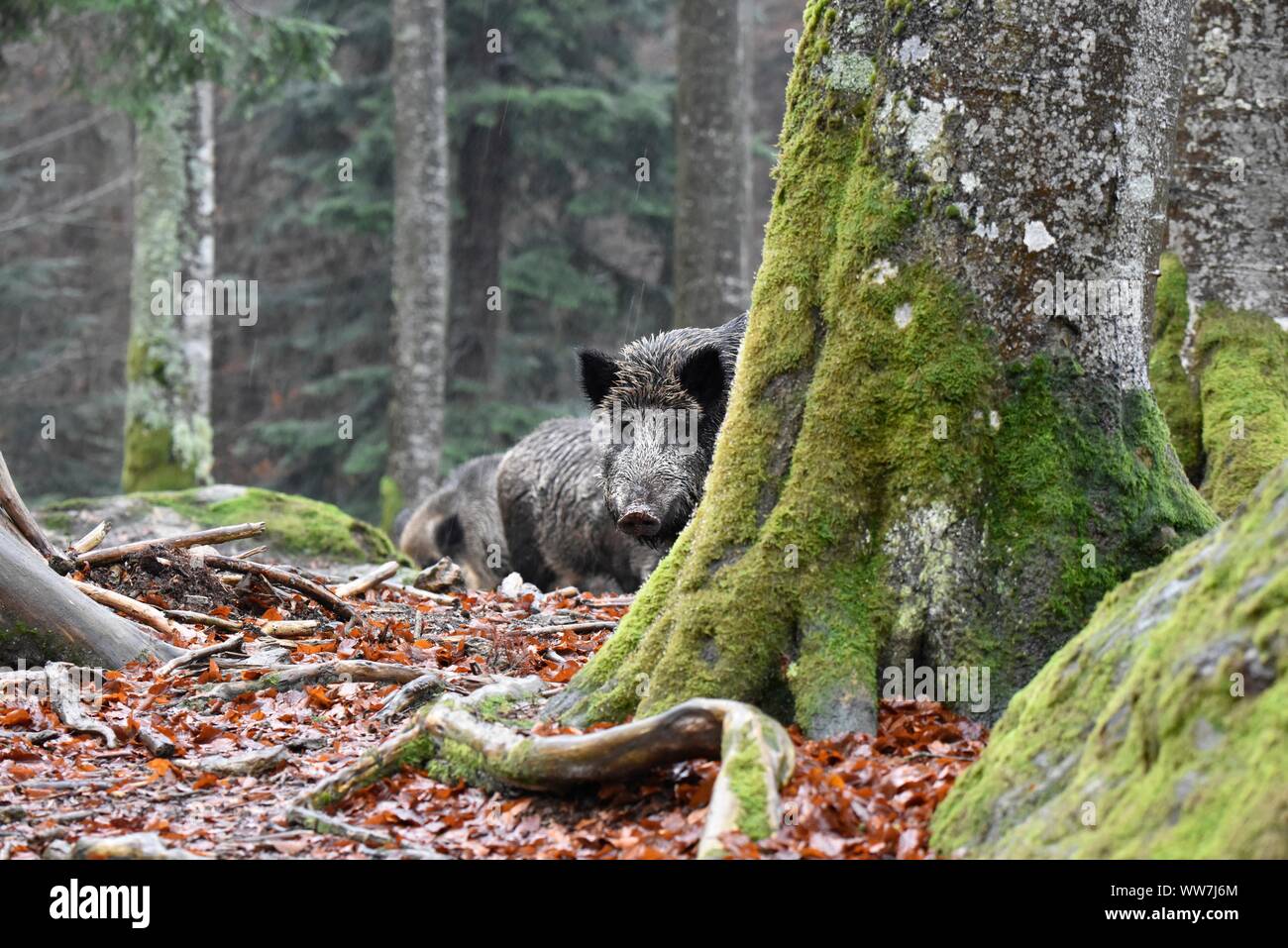 Wild boar mating season hi-res stock photography and images - Alamy