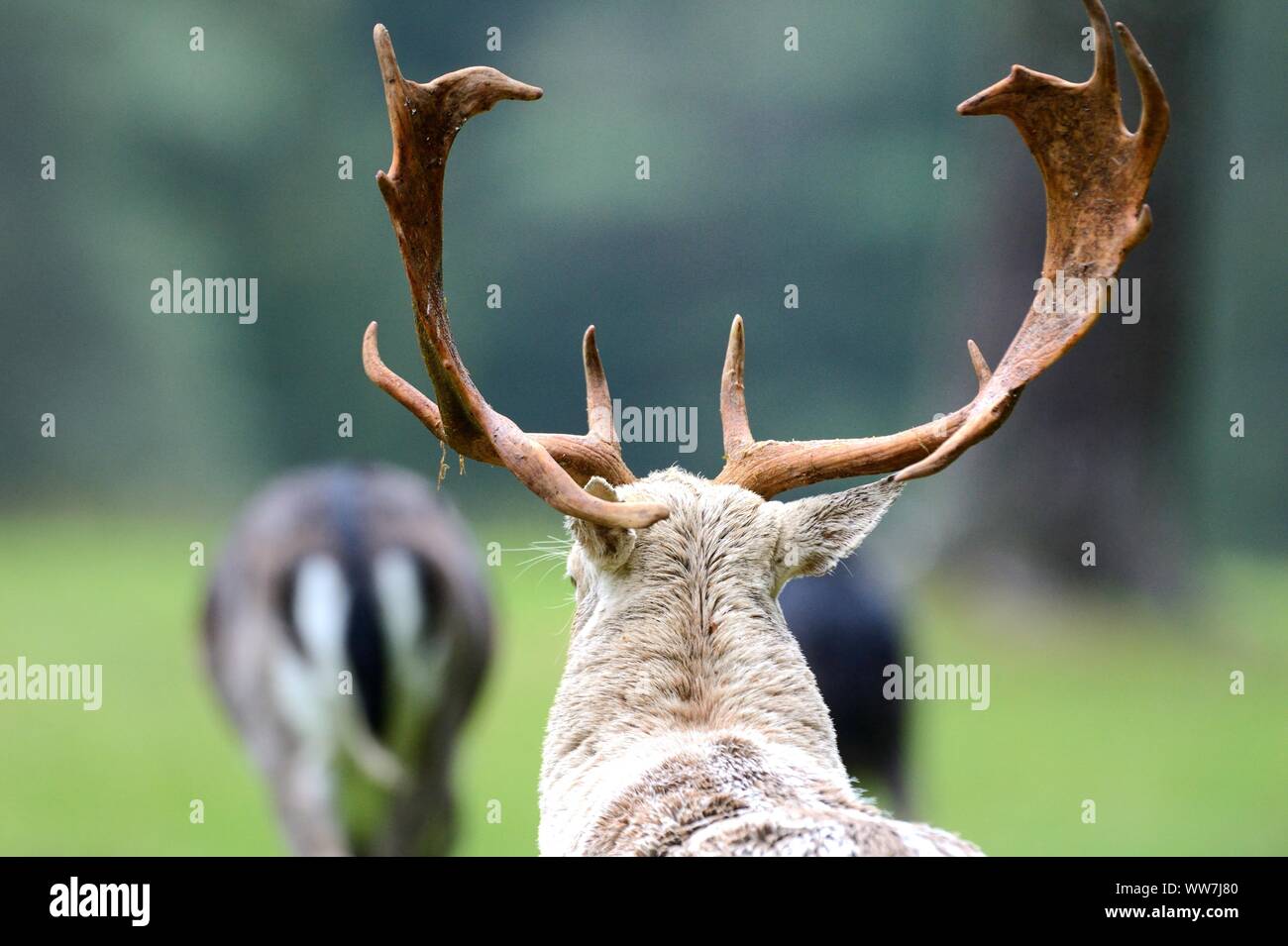 Fallow deer stag hi-res stock photography and images - Alamy