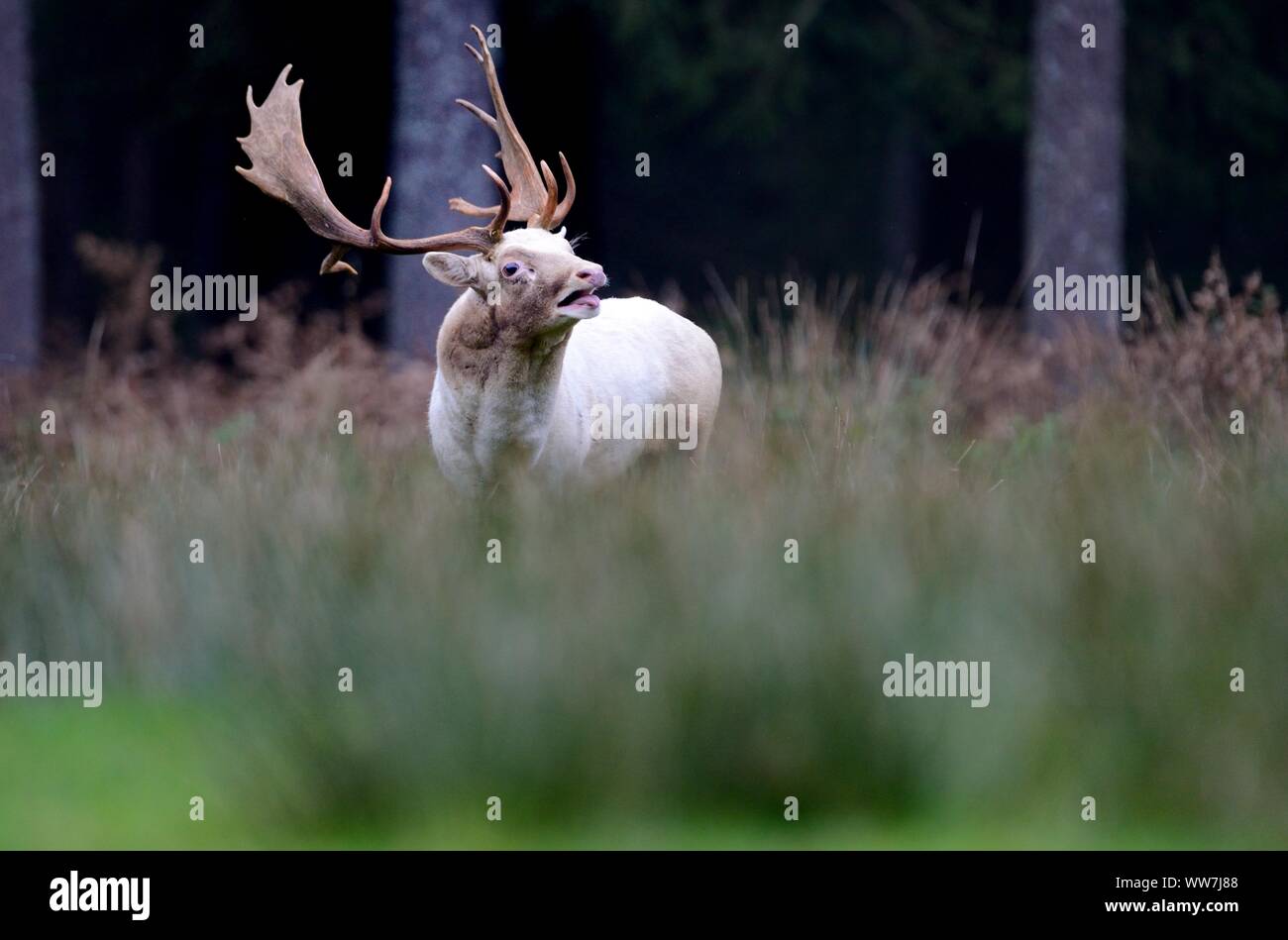 Fallow deer in rutting season, white fallow deer stag Stock Photo - Alamy