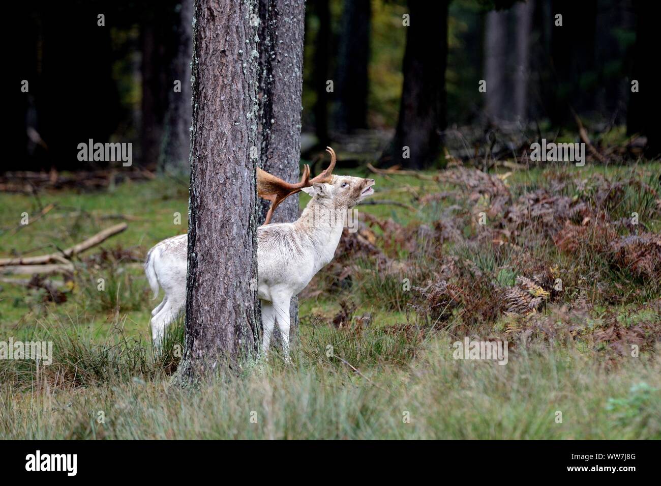 Fallow deer in rutting season, white fallow deer stag Stock Photo - Alamy