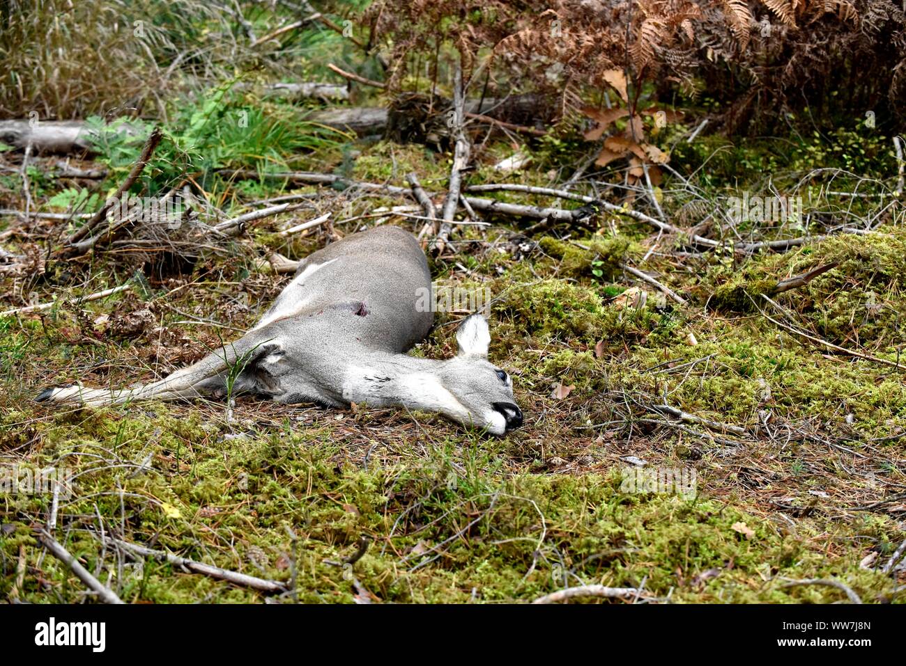 Drive hunt impressions, shot deer Stock Photo - Alamy