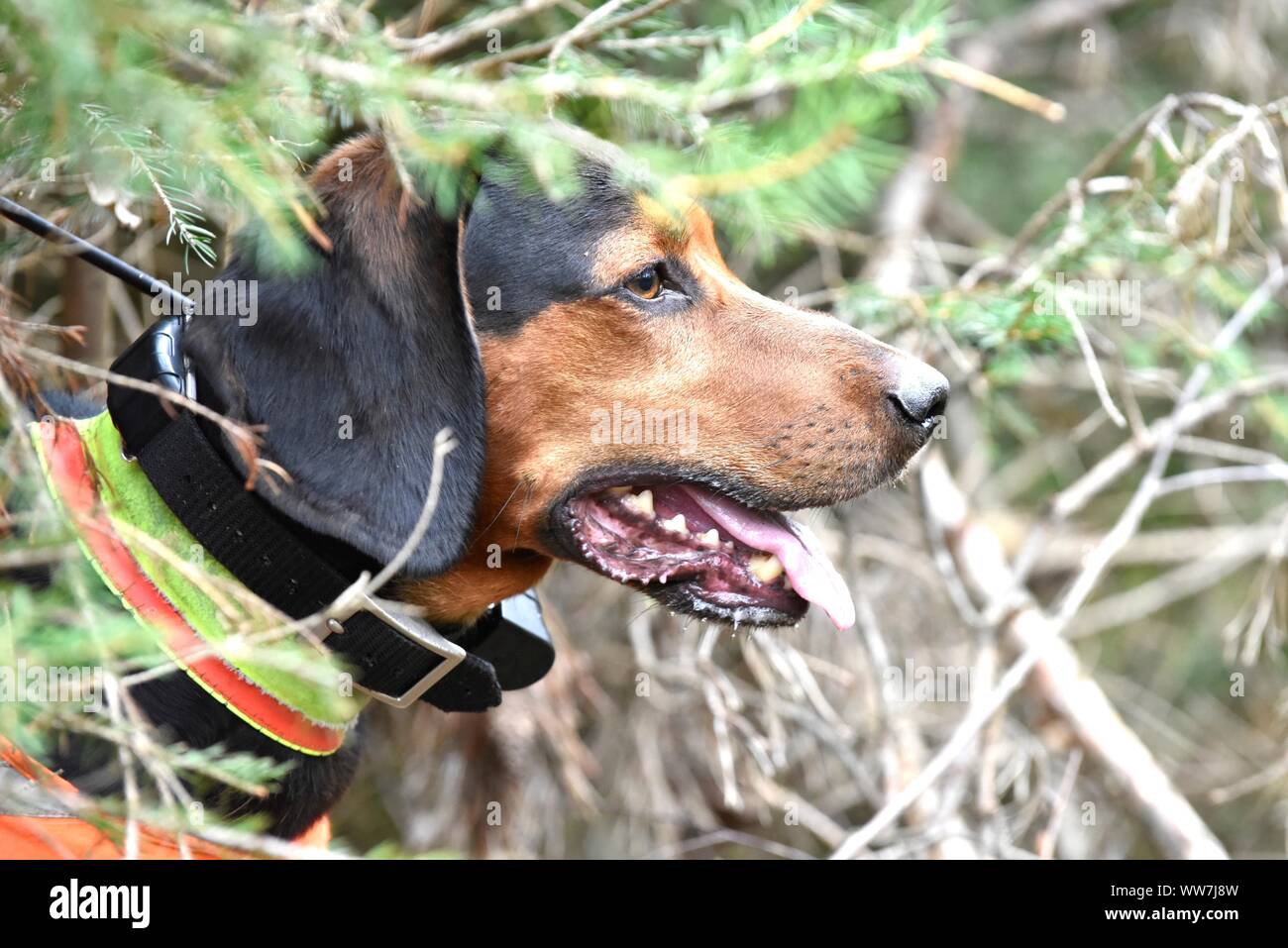 Hound hunts hi-res stock photography and images - Alamy