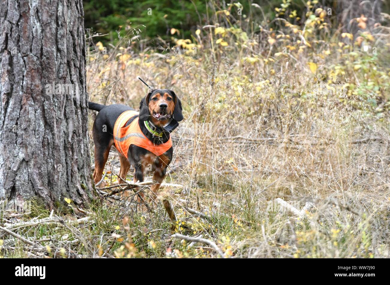 Drive hunt, alert hound, close-up Stock Photo - Alamy