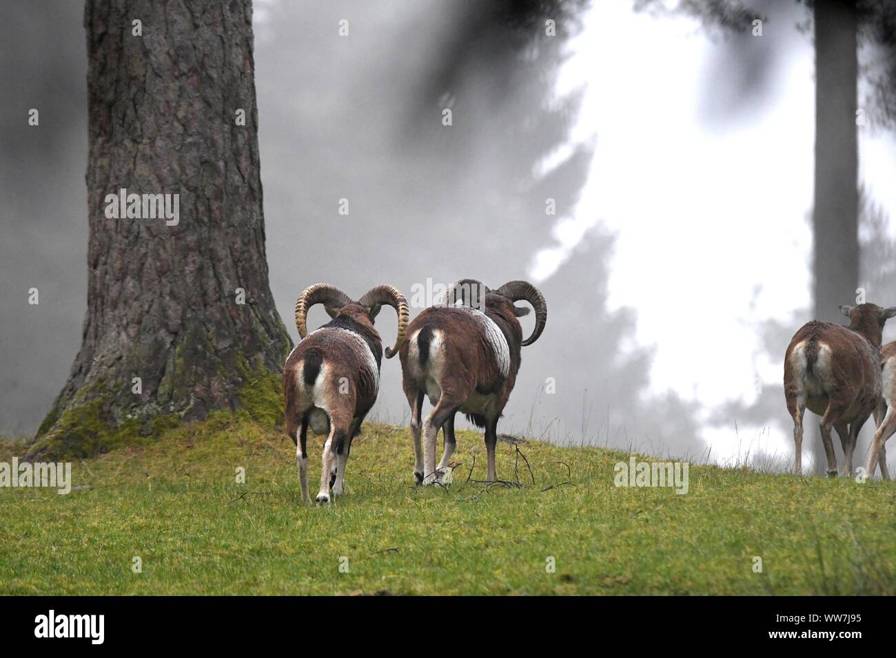 Baby mouflon hi-res stock photography and images - Alamy