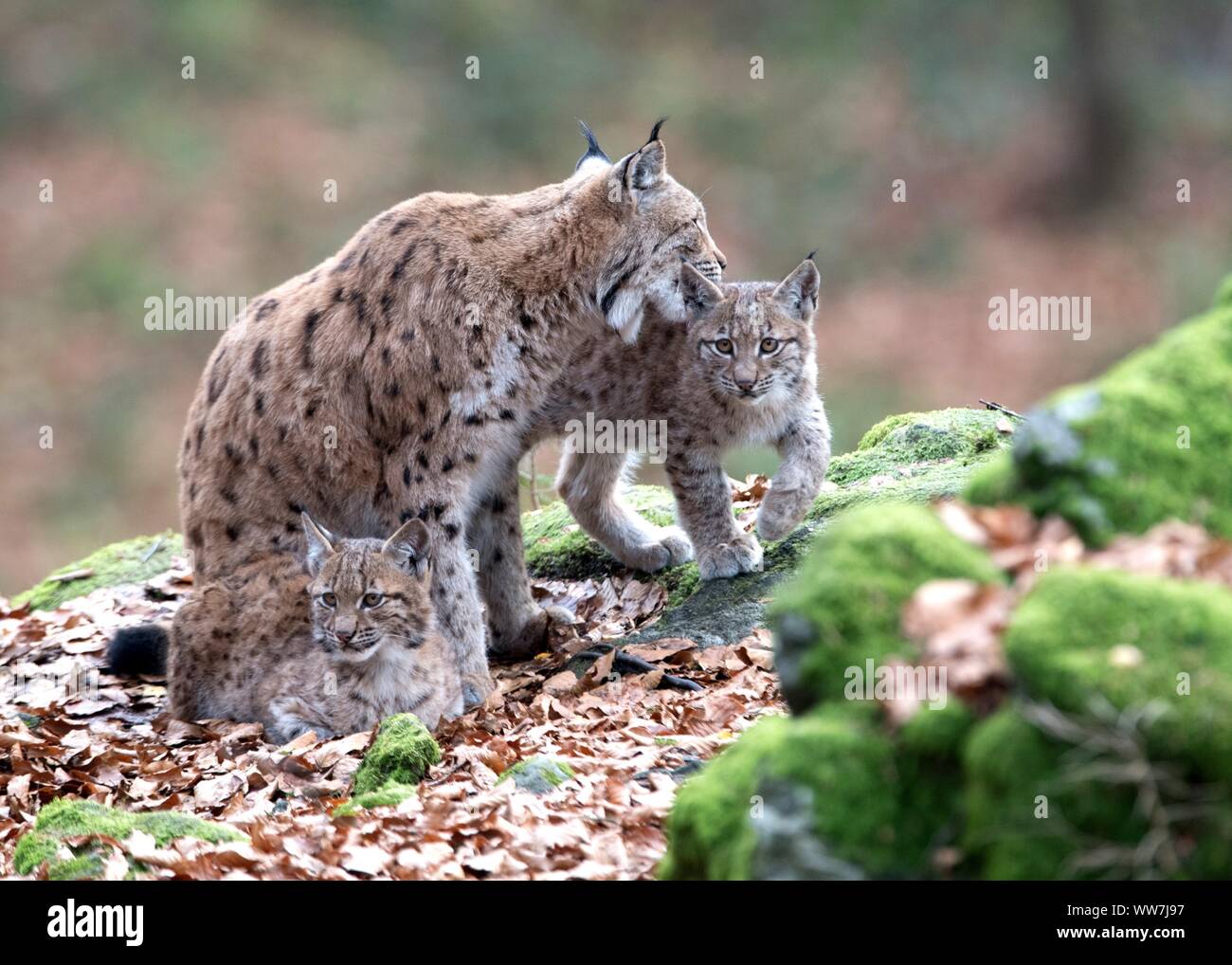 Alpine lynx hi-res stock photography and images - Alamy