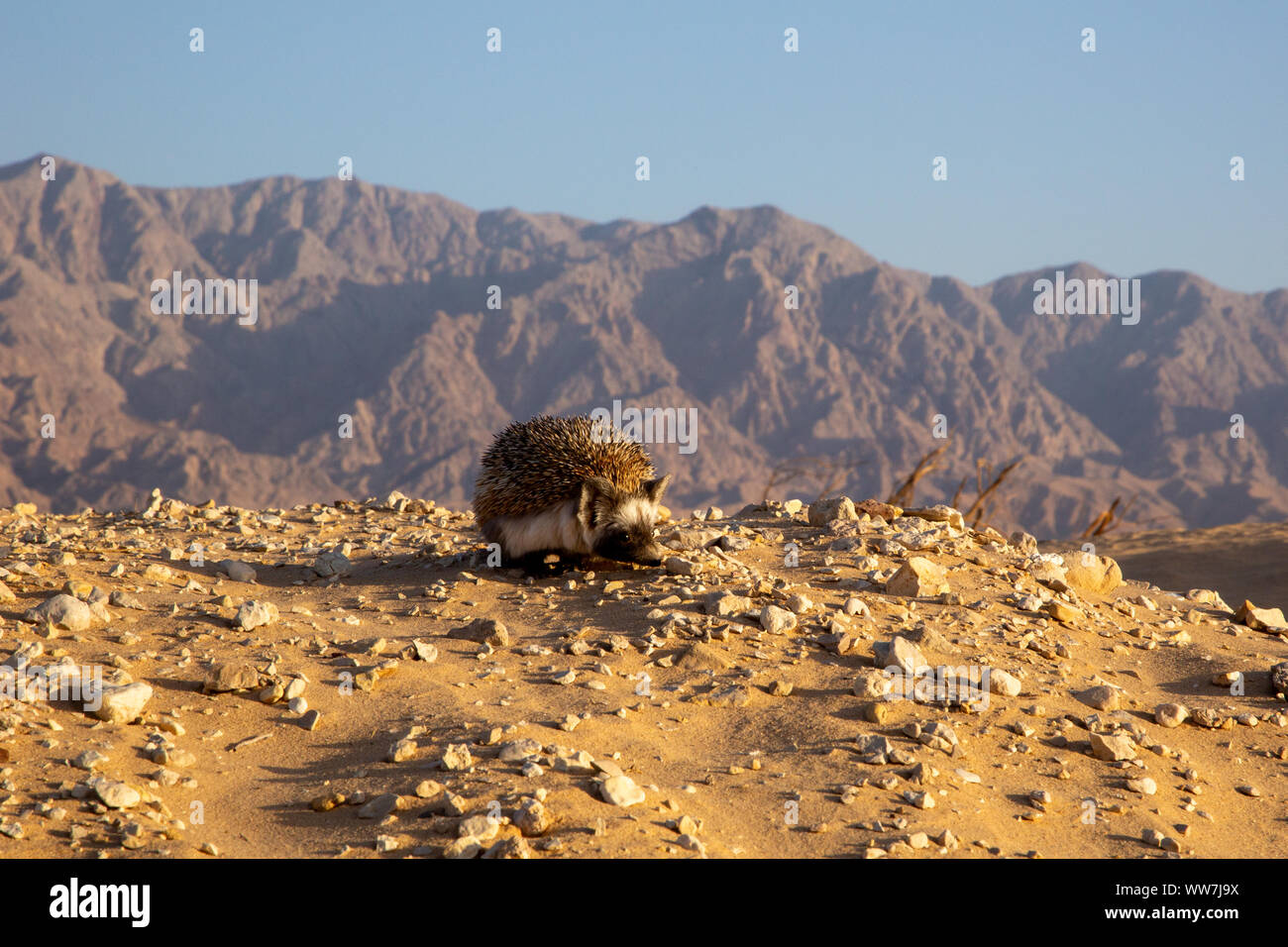 Desert Hedgehog (Paraechinus aethiopicus Stock Photo - Alamy