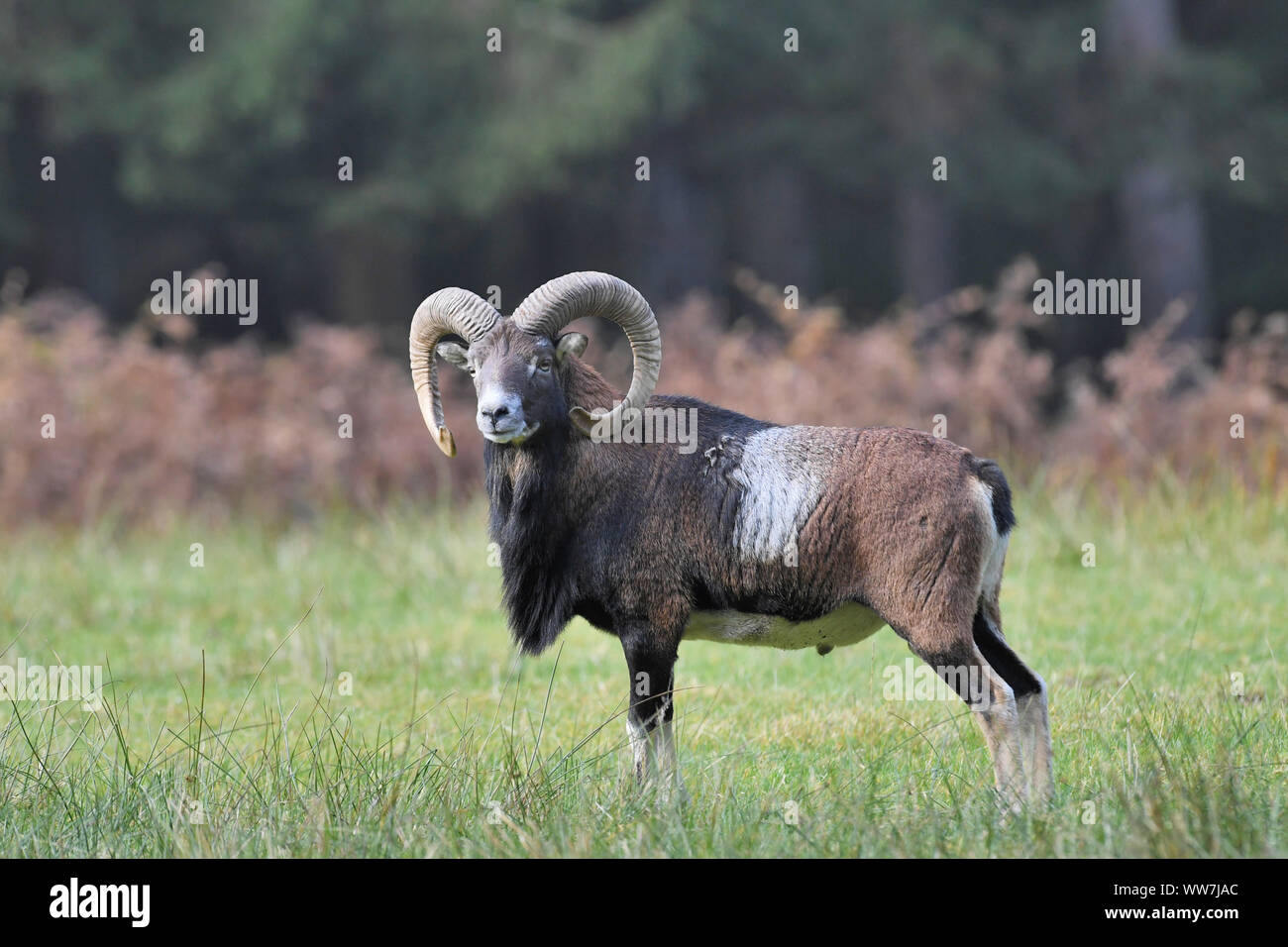 Mouflon cub hi-res stock photography and images - Alamy