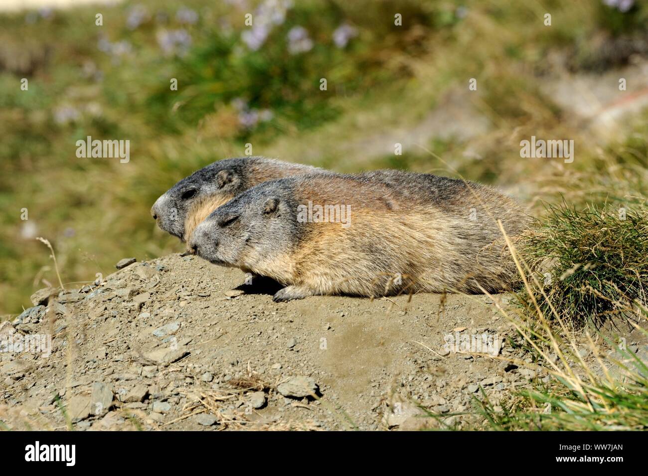 Marmots in grass hi-res stock photography and images - Alamy