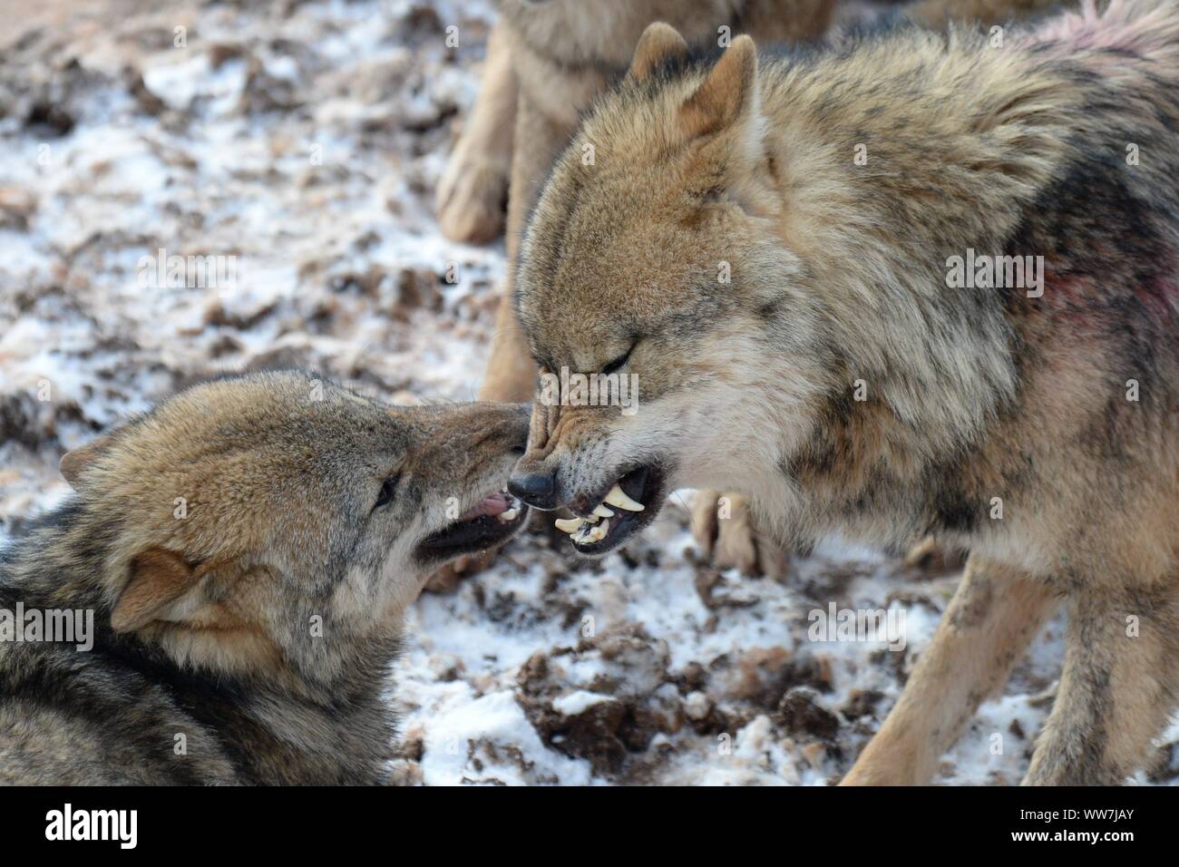 Wolves, social behavior, hierarchy, aggression Stock Photo - Alamy