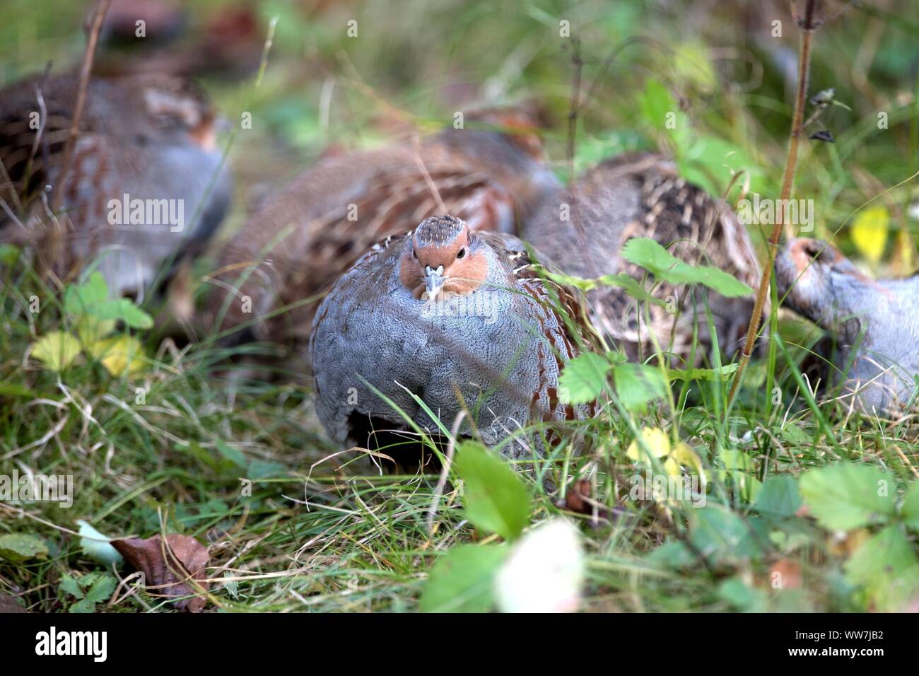White partridges hi-res stock photography and images - Alamy