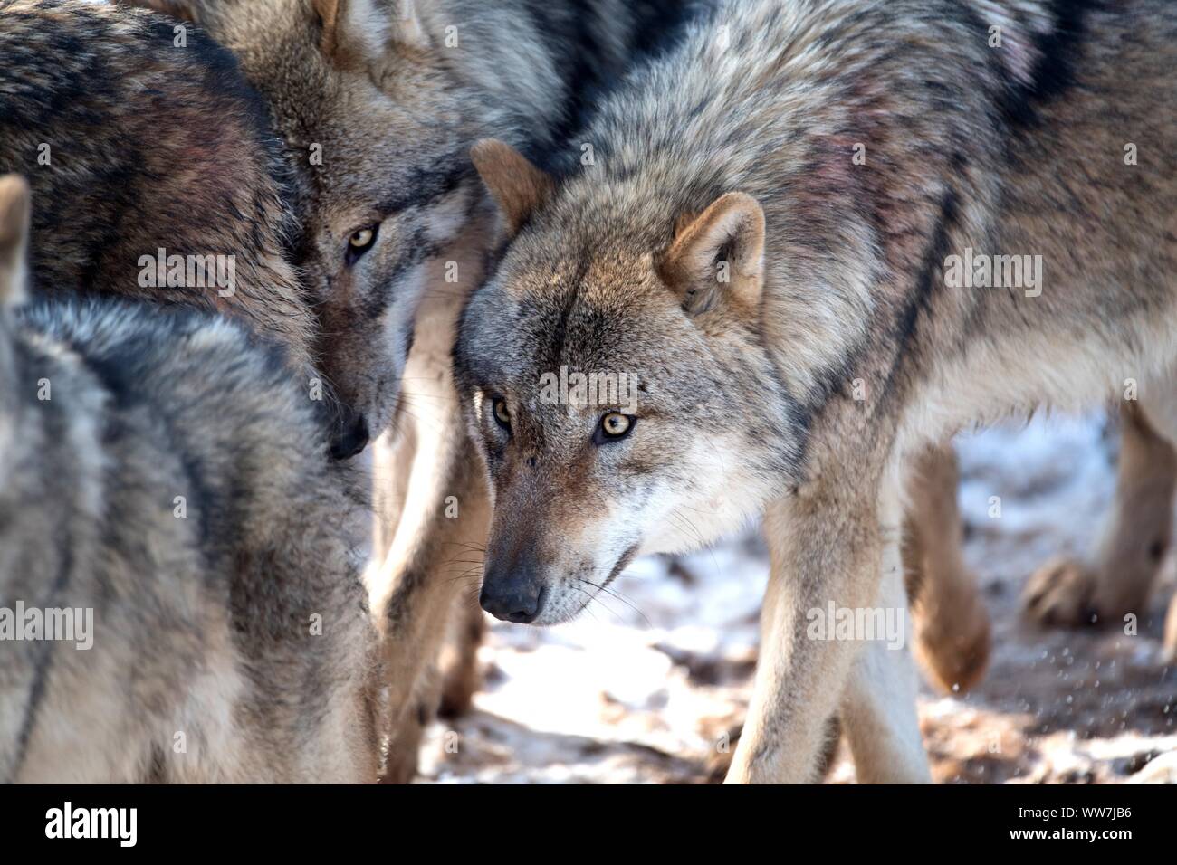 Pack wolves in winter time hi-res stock photography and images - Alamy