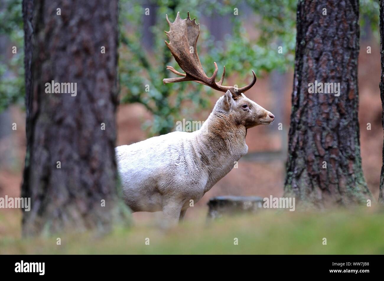 White fallow deer on forest glade, Dama dama Stock Photo - Alamy
