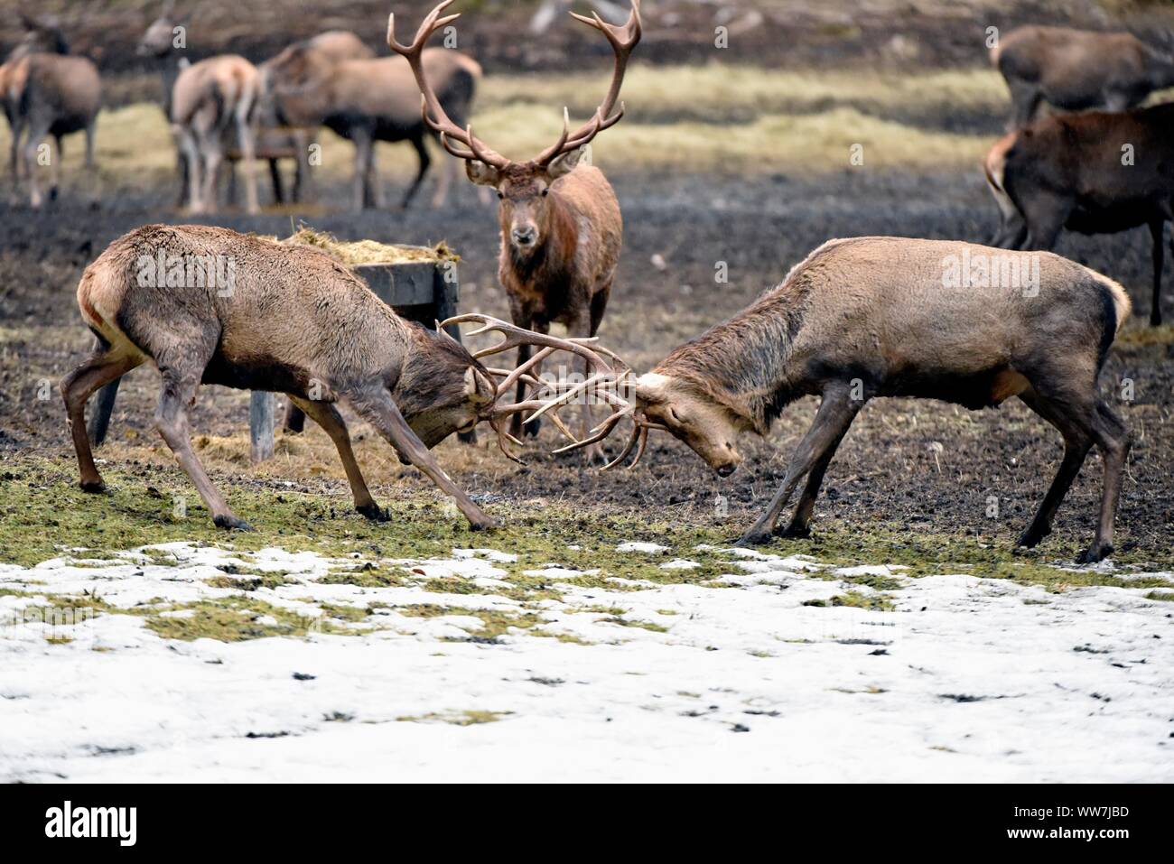 Deer, red deer in the fight Stock Photo - Alamy