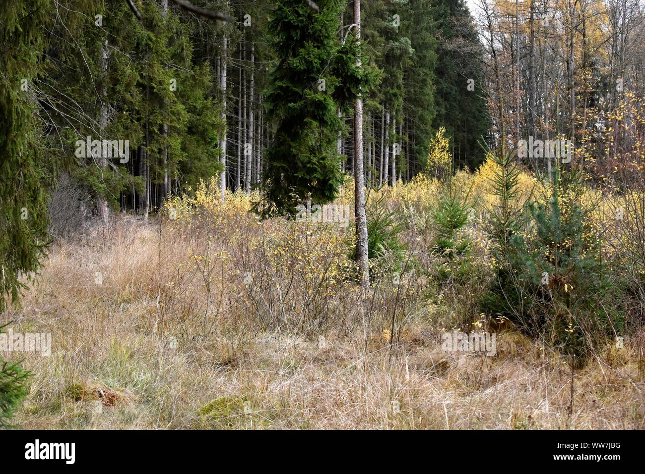 Drive hunt impressions, forest, hunting ground Stock Photo - Alamy