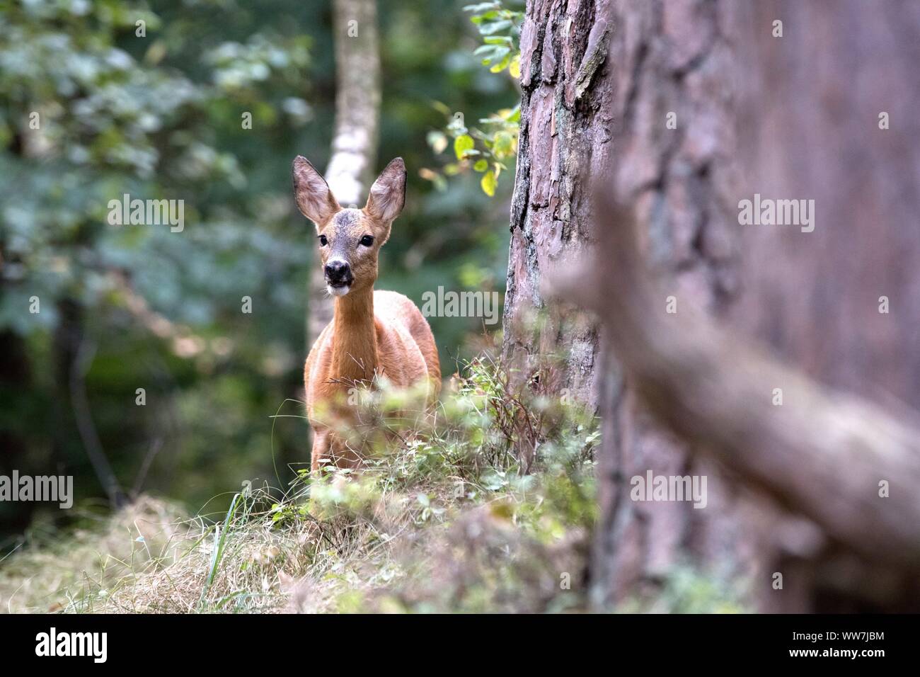 Deer in the forest Stock Photo - Alamy