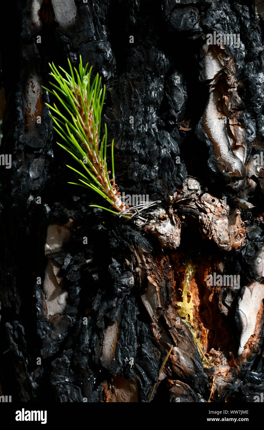 Pine seedling, Resin, Canary Island pine (Pinus canariensis), trunk ...