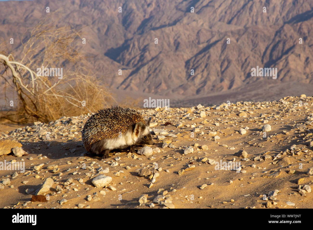Desert Hedgehog (Paraechinus aethiopicus Stock Photo - Alamy
