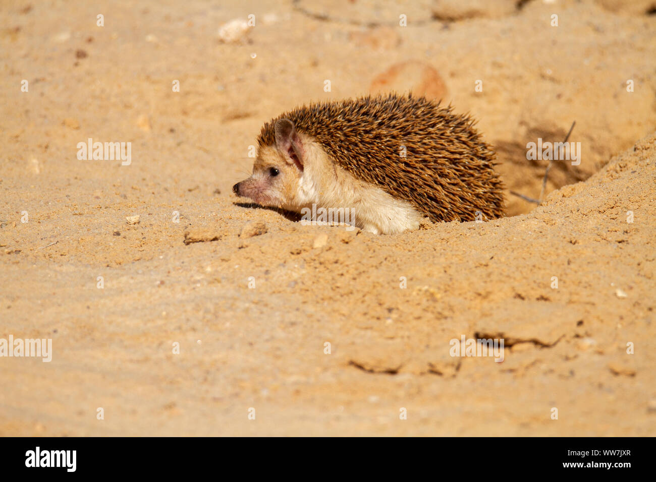 Long-Eared Hedgehog (Hemiechinus auritus Stock Photo - Alamy