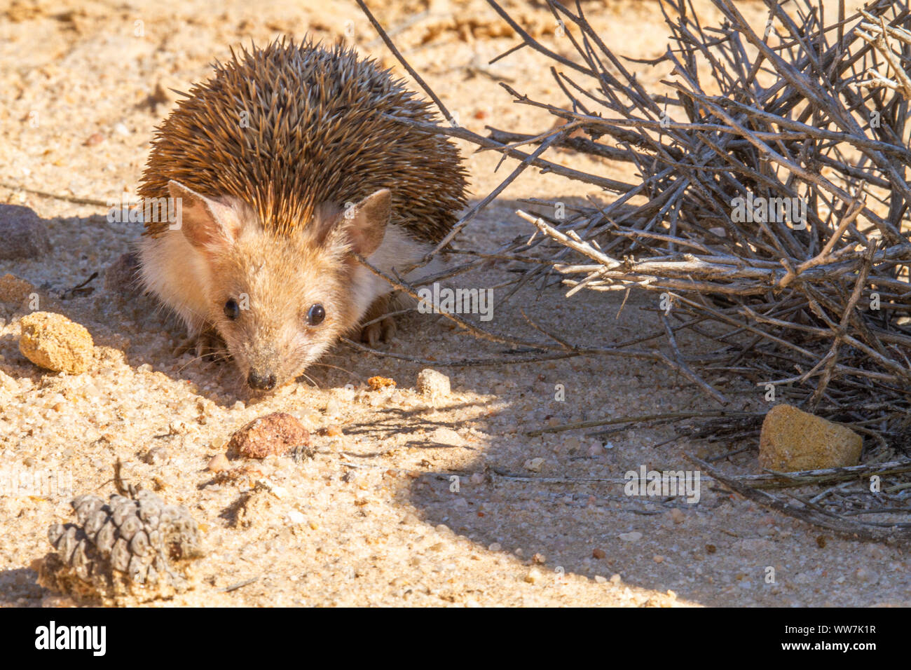 Long-Eared Hedgehog (Hemiechinus auritus Stock Photo - Alamy