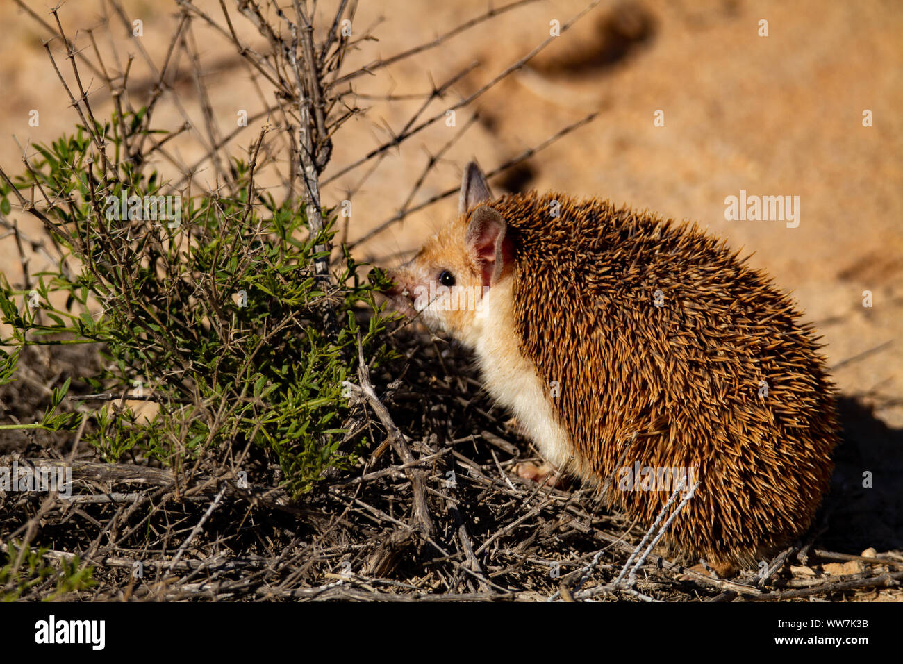 Long-Eared Hedgehog (Hemiechinus auritus Stock Photo - Alamy