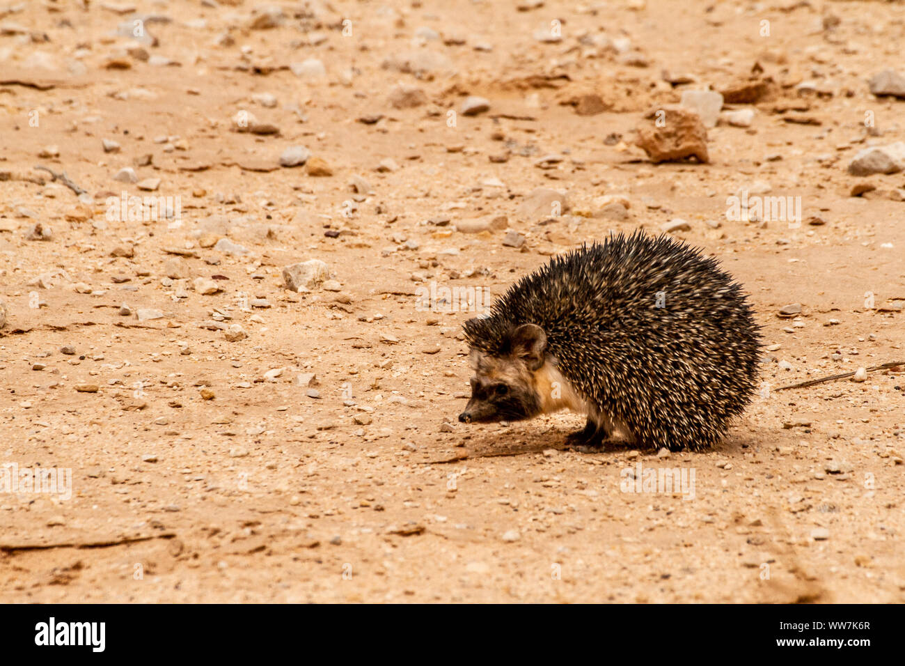 Desert Hedgehog (Paraechinus aethiopicus Stock Photo - Alamy
