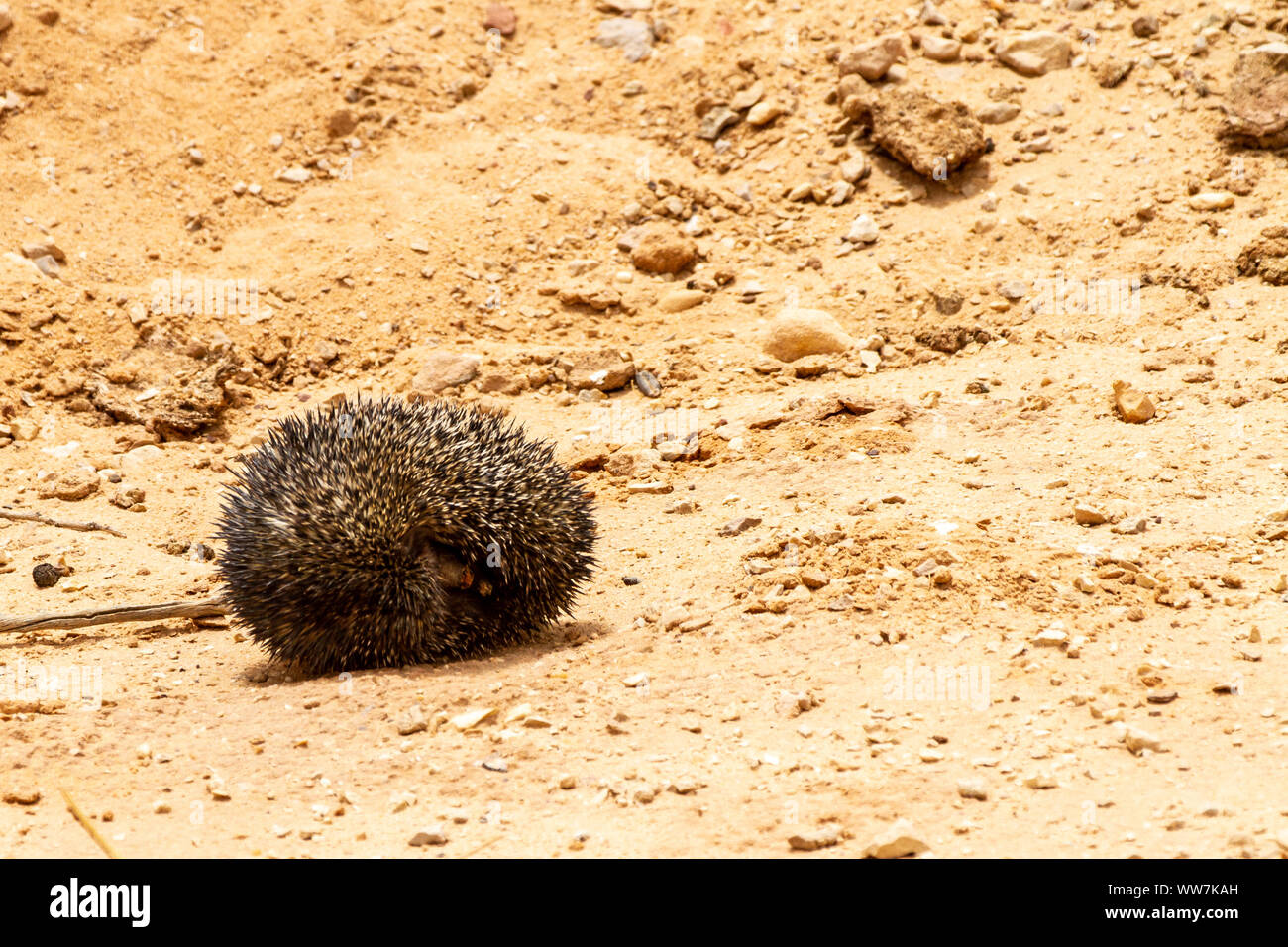 Desert Hedgehog (Paraechinus aethiopicus Stock Photo - Alamy