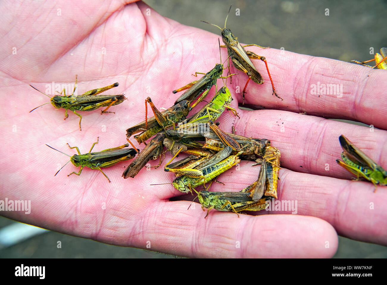 Insect with a lot of legs hi-res stock photography and images - Alamy