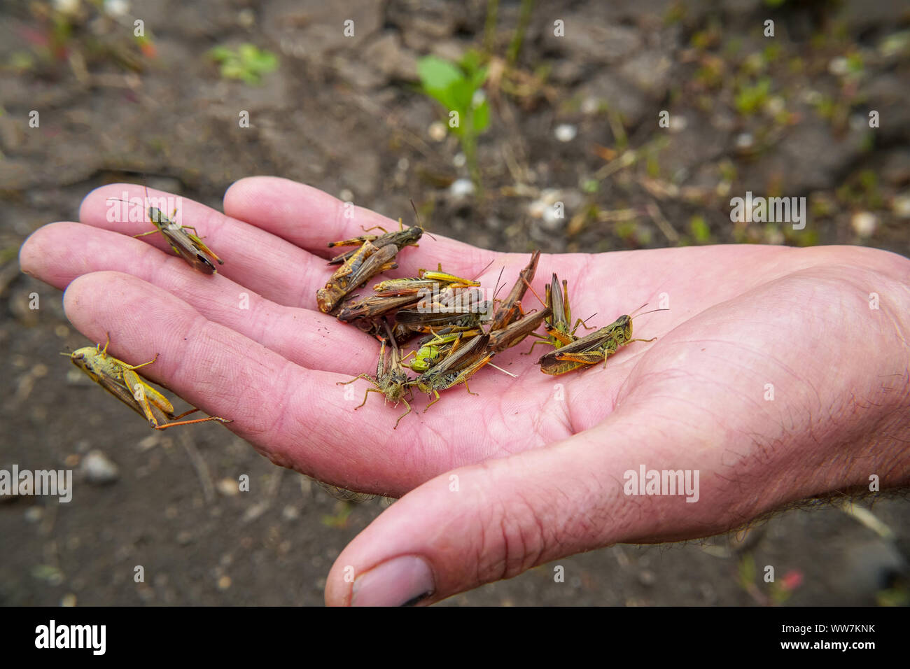 A lot of locusts on a man's palm. Locust invasion Stock Photo - Alamy