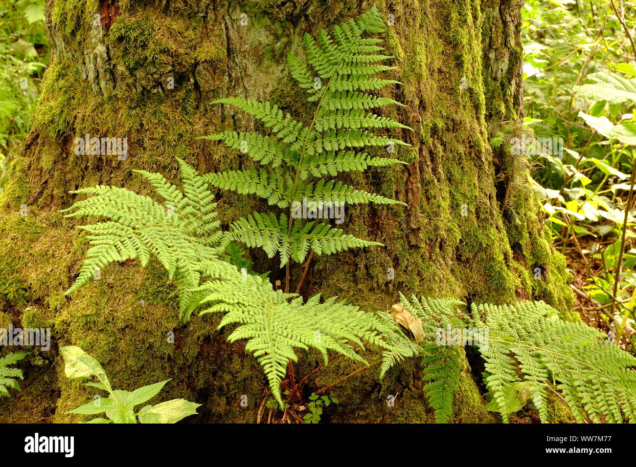 Tree peonies hi-res stock photography and images - Alamy