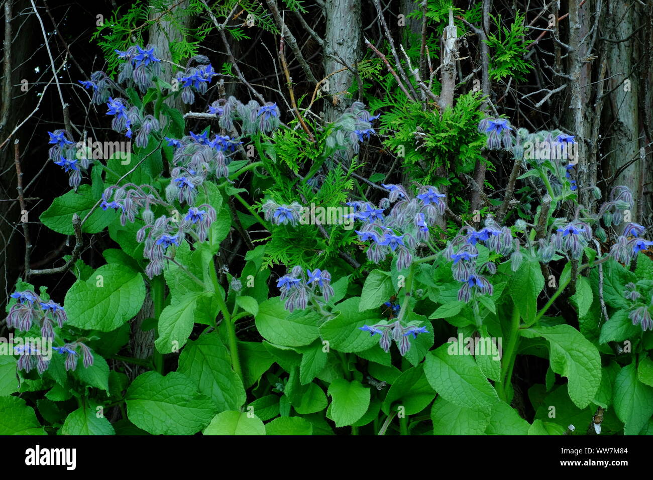 Tree lungwort hi-res stock photography and images - Alamy