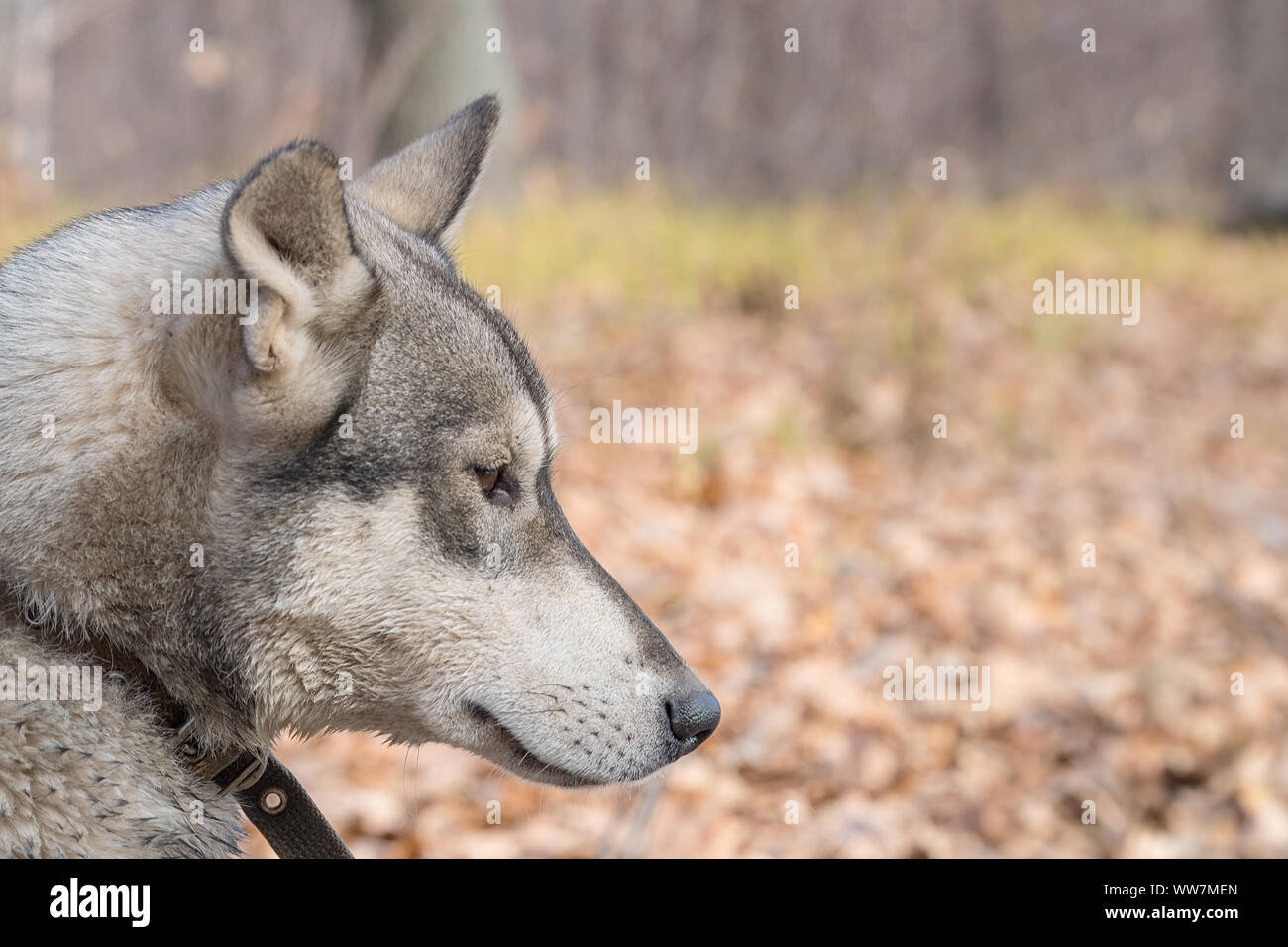 Portrait of a dog breed West Siberian Laika Stock Photo - Alamy