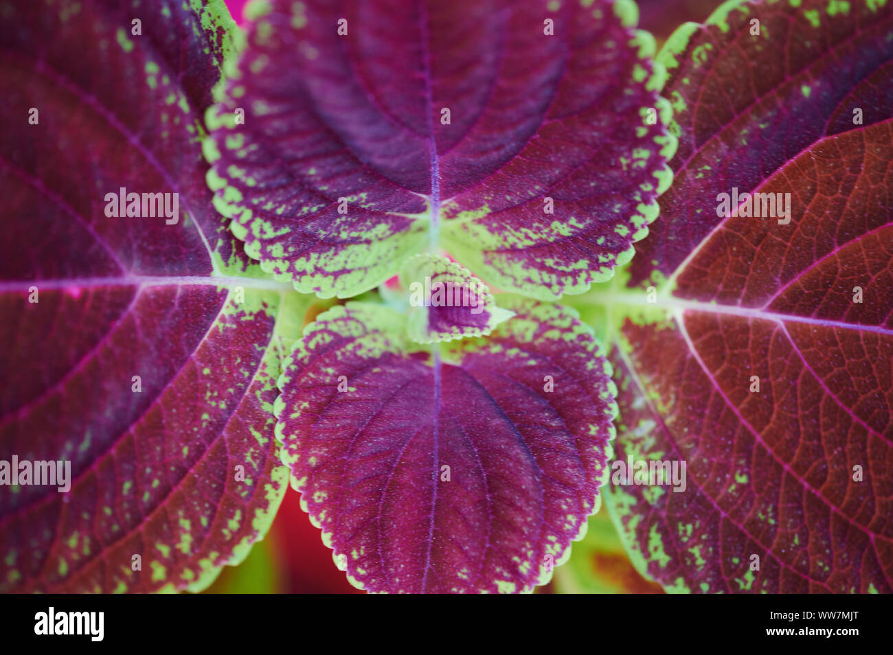 Abstract nature backdrop hi-res stock photography and images - Alamy