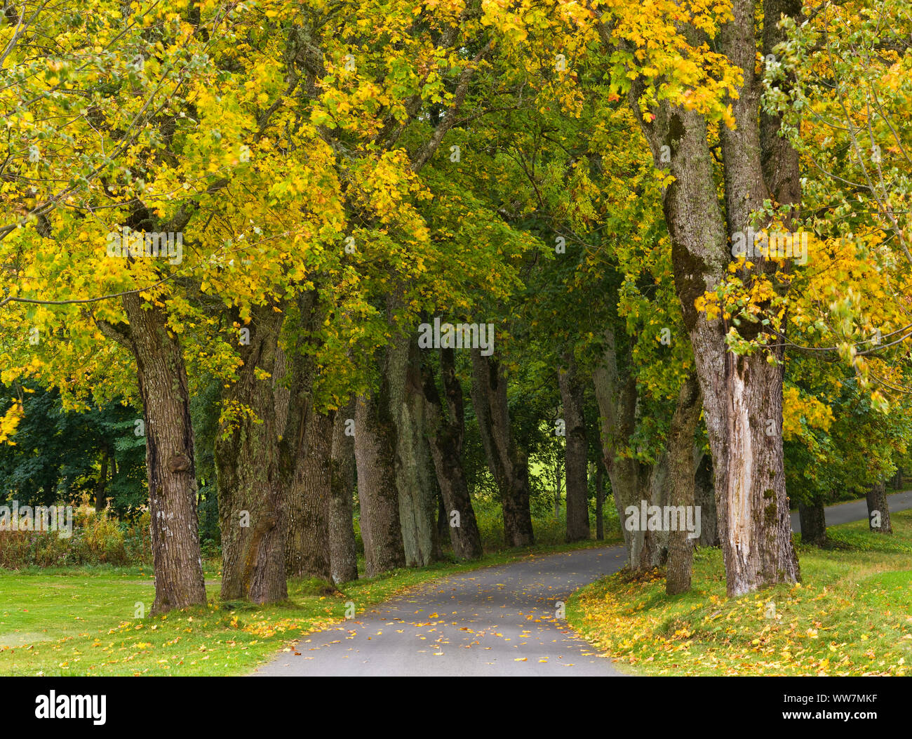 Sa vsja hi-res stock photography and images - Alamy