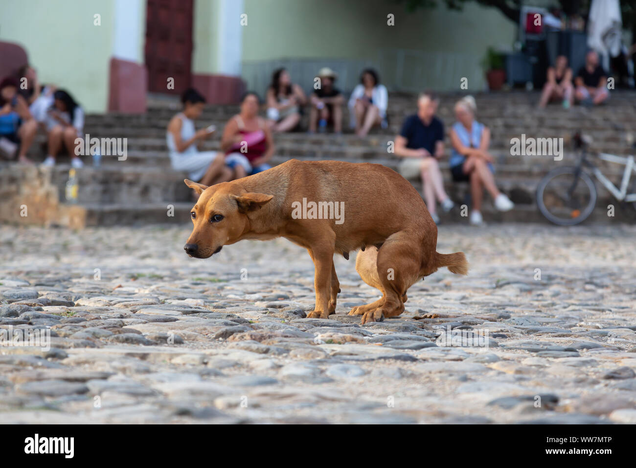 Poor, unwanted, homeless Street dog is Pooping in front of People ...
