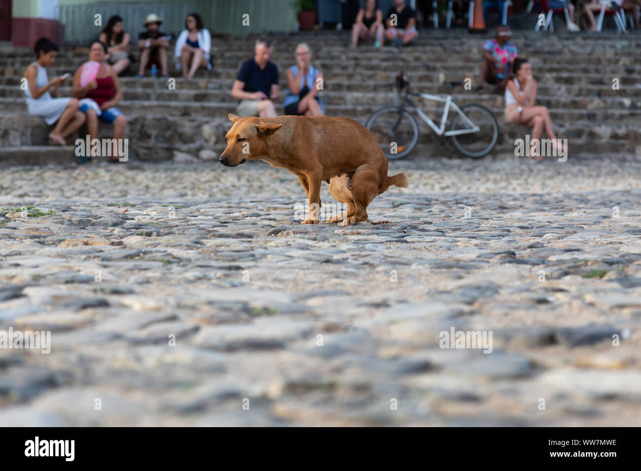 Poor, unwanted, homeless Street dog is Pooping in front of People ...