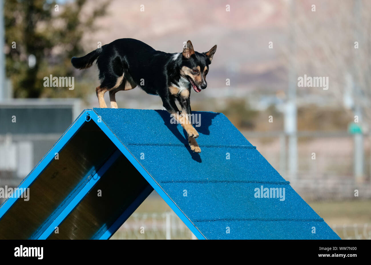 Dog doing agility going over an a-frame Stock Photo - Alamy