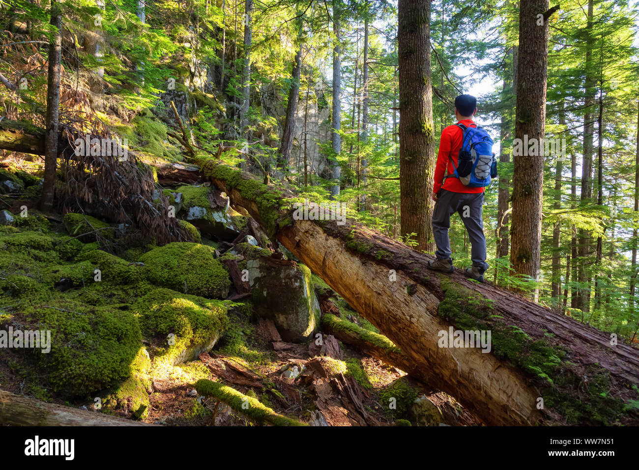 Adventurous Man hiking on a fallen tree in a beautiful green forest ...