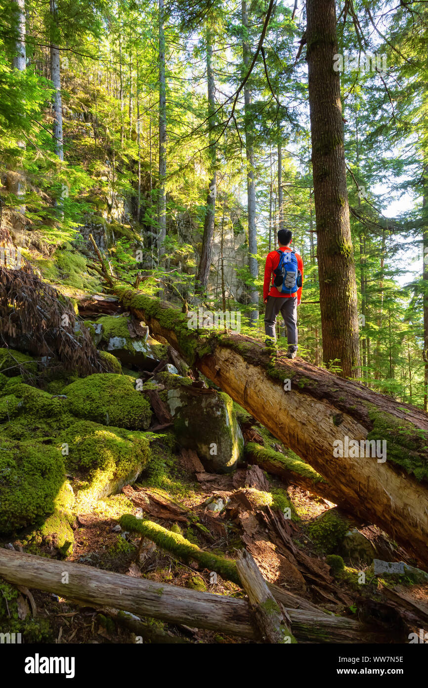 Adventurous Man hiking on a fallen tree in a beautiful green forest ...