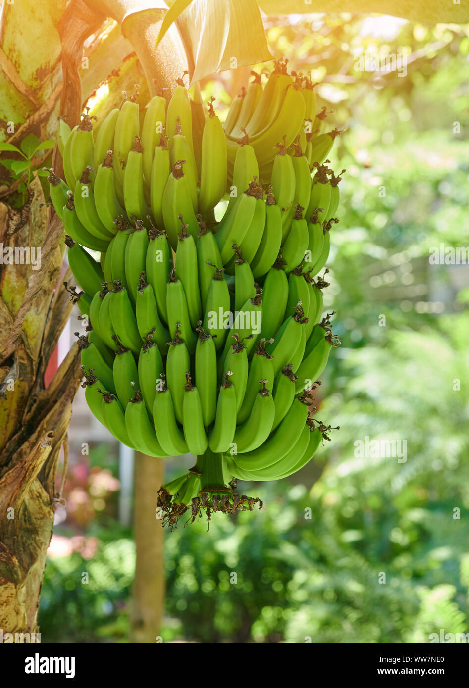 Branch of banana tree on bright sunny day close up day Stock Photo - Alamy