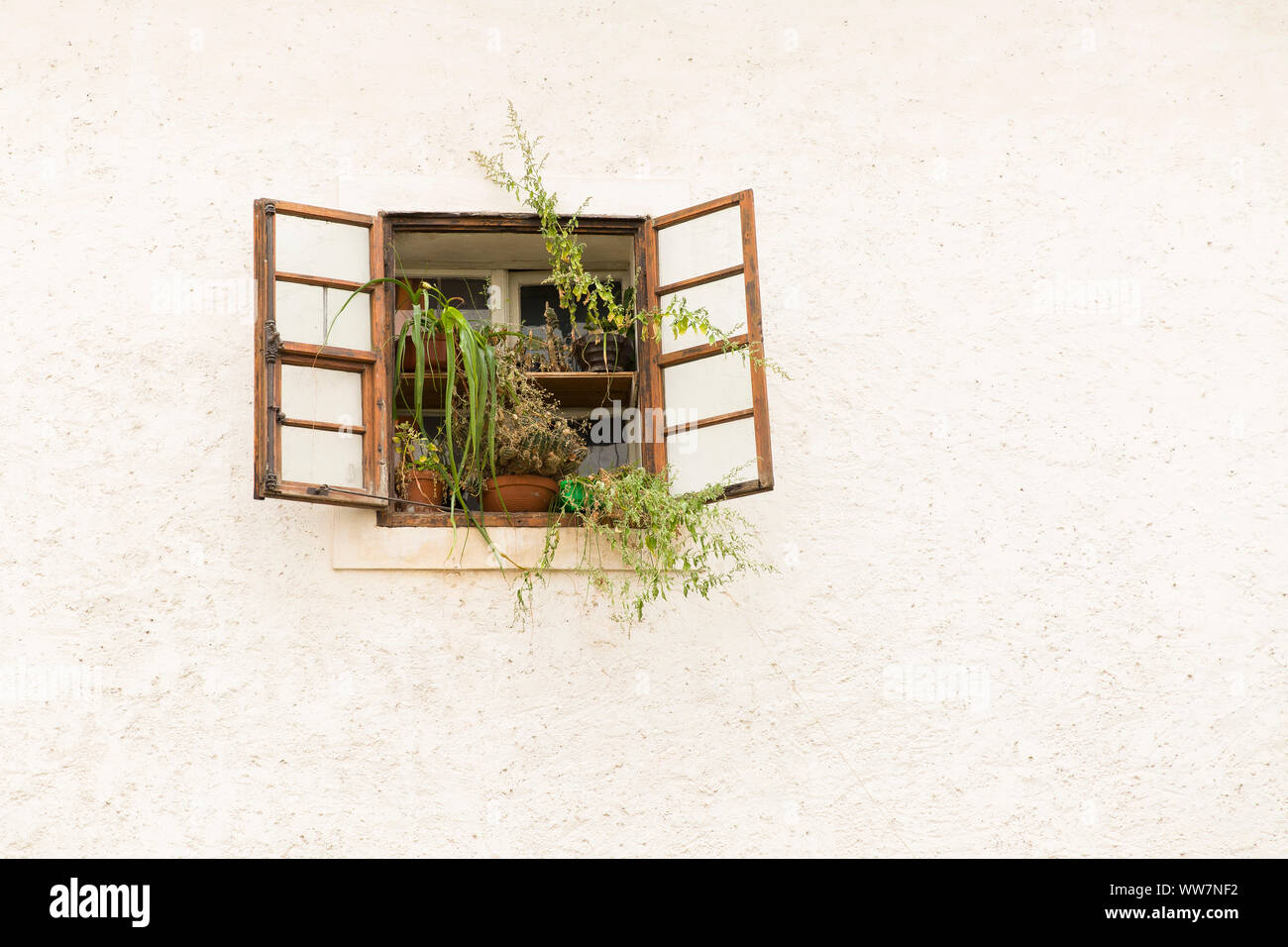Plants window view hi-res stock photography and images - Alamy