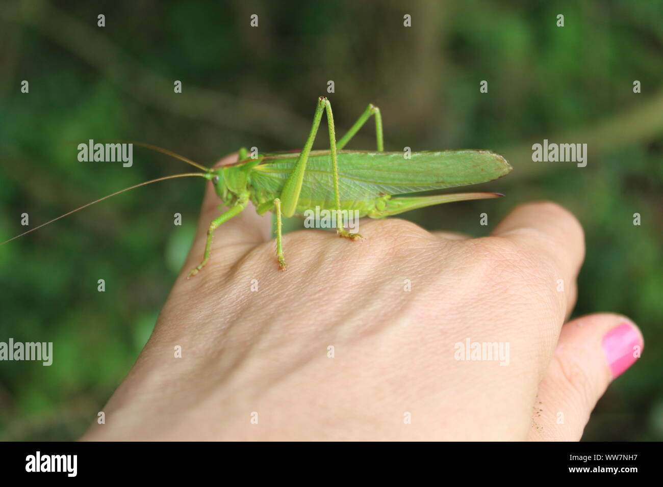 Giant Grasshopper Shot