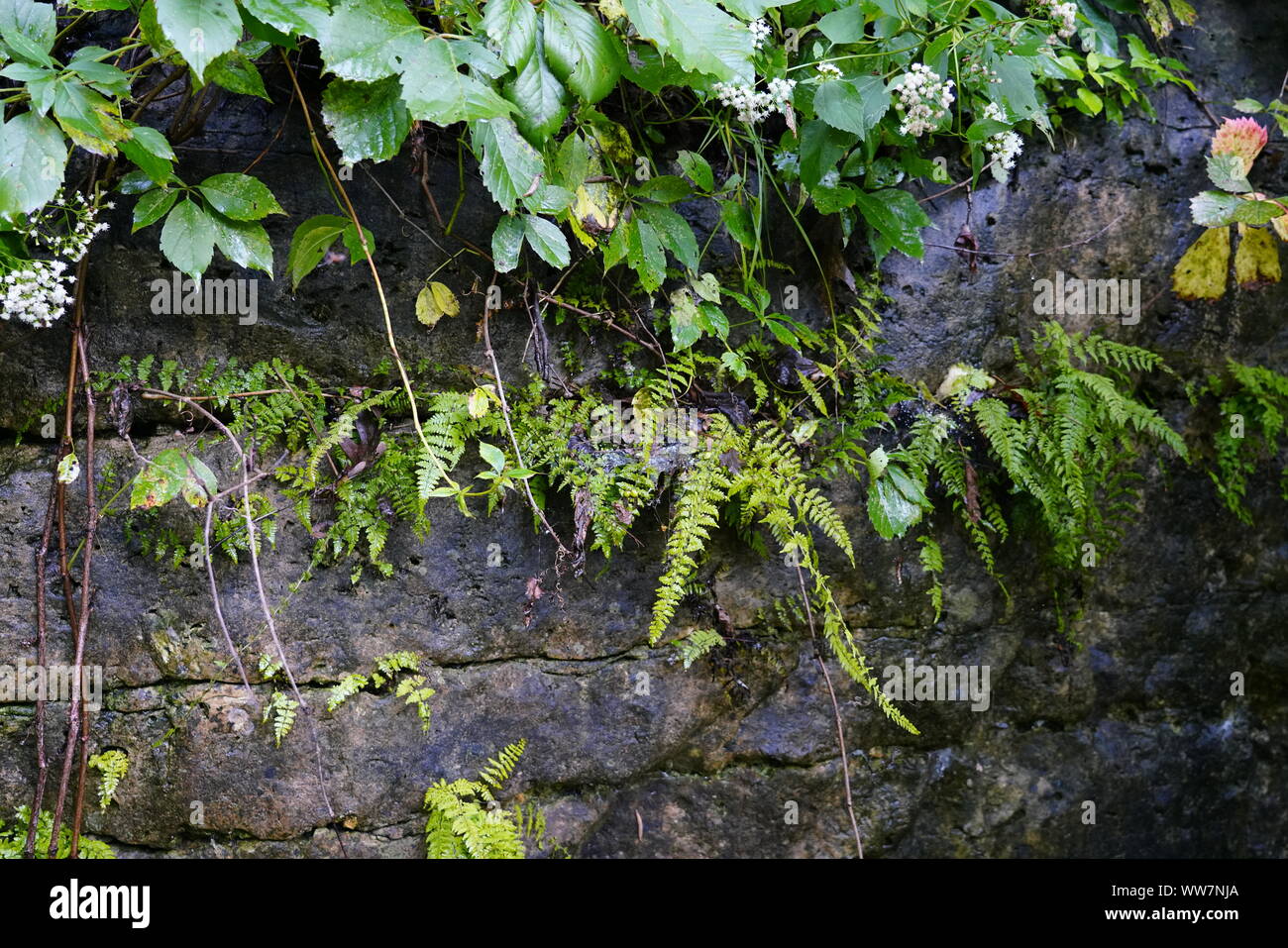 Sherwood, Wisconsin: Landscape photos of High Cliff State Park Stock ...