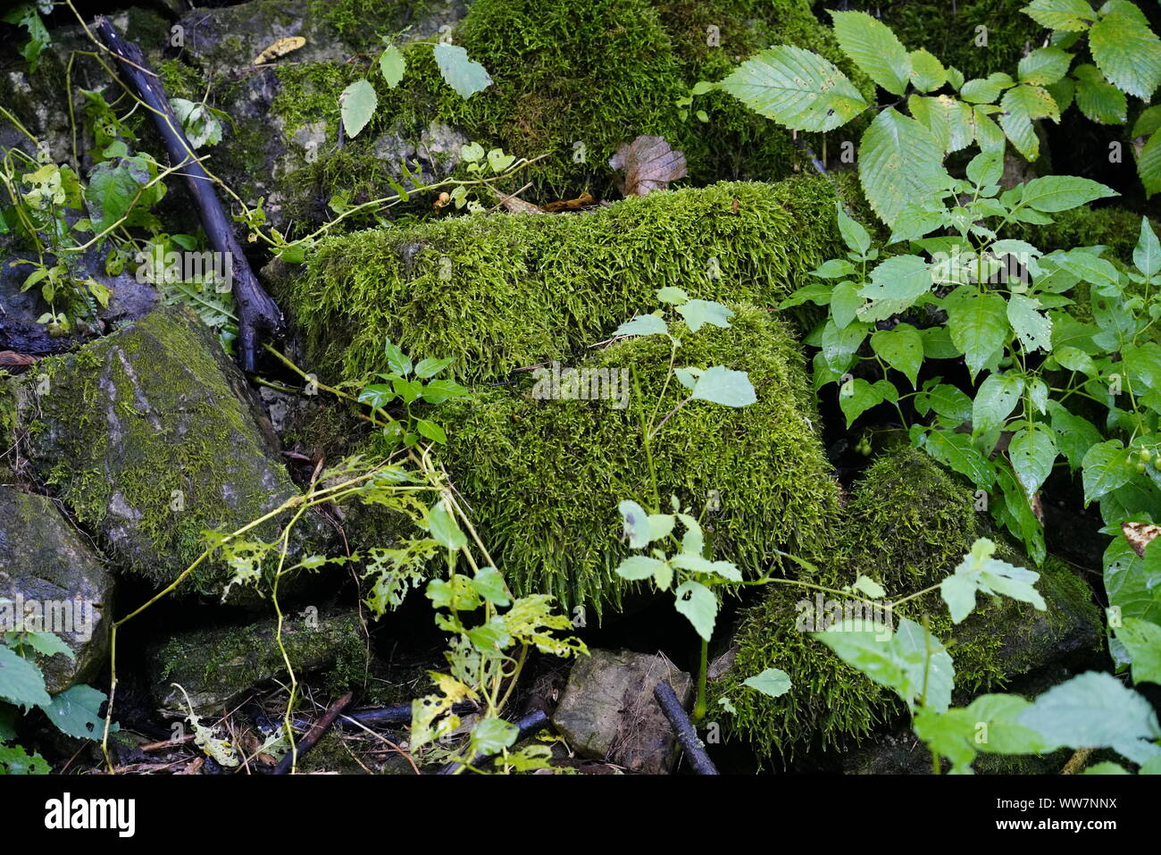 Sherwood, Wisconsin: Landscape photos of High Cliff State Park Stock ...