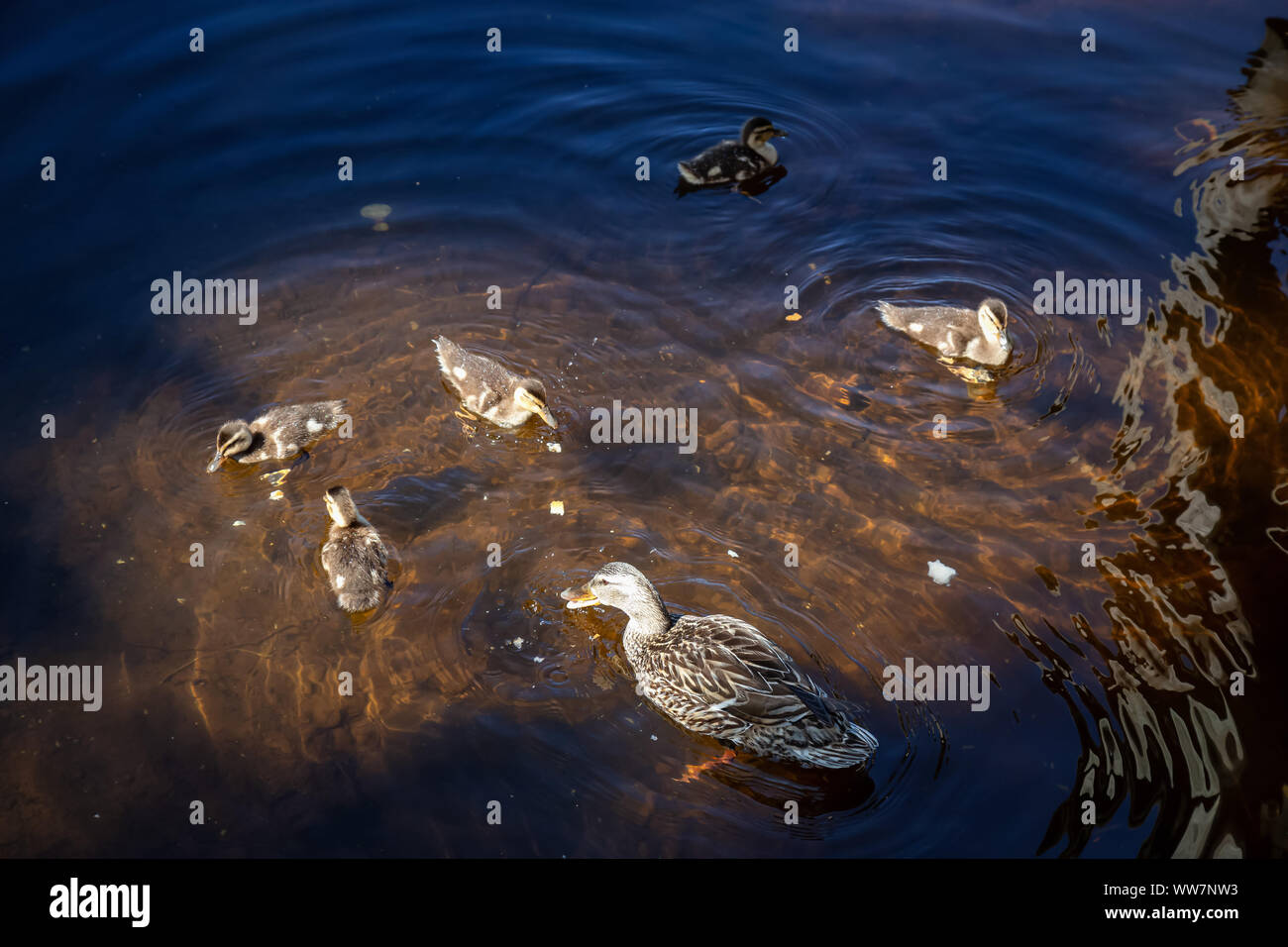 Family of Ducks in Water during summer day. Taken from Trillium Lake ...