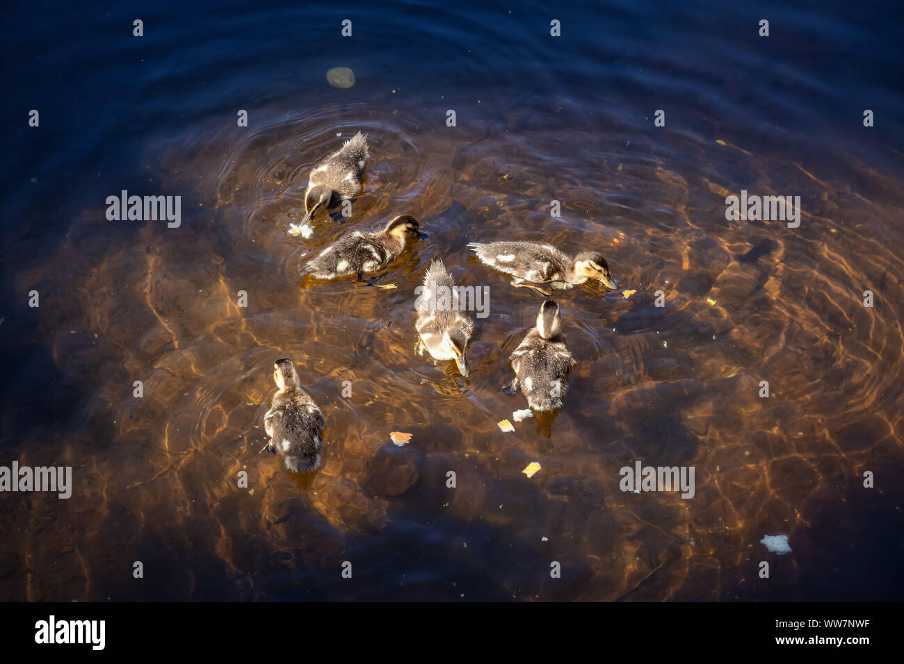 Family of Ducks in Water during summer day. Taken from Trillium Lake ...