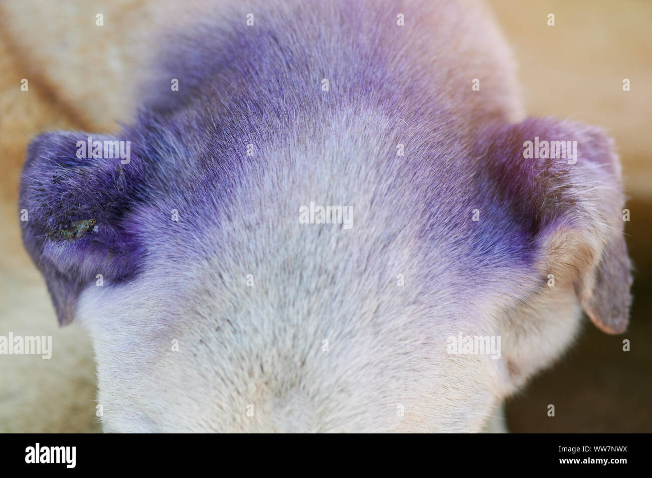 Injured ear hi-res stock photography and images - Alamy