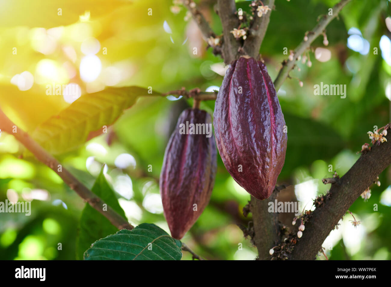 Red cacao pod on tree branch on bright sunny day Stock Photo - Alamy